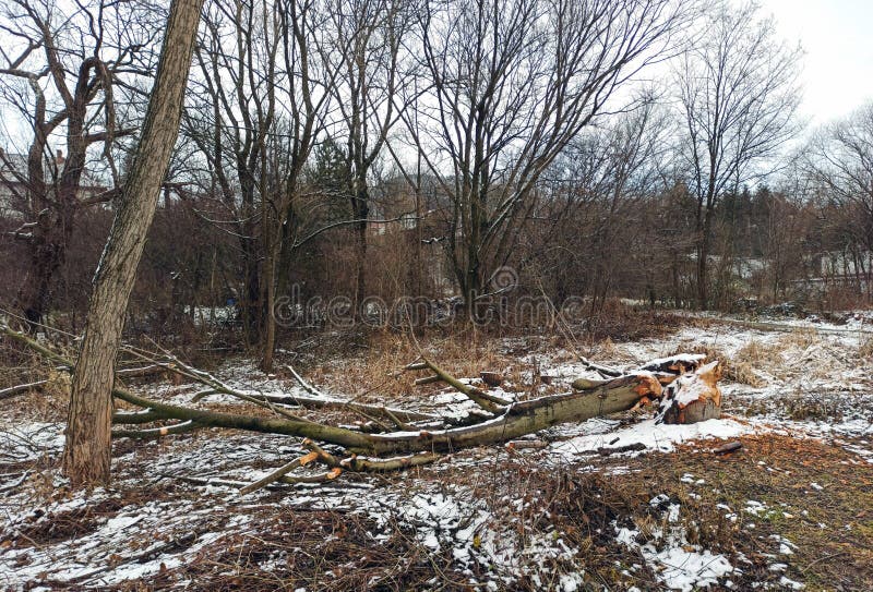 Forest Cut Trees Logging Pine Spruce, Branches Cut Down Pile Clearing ...