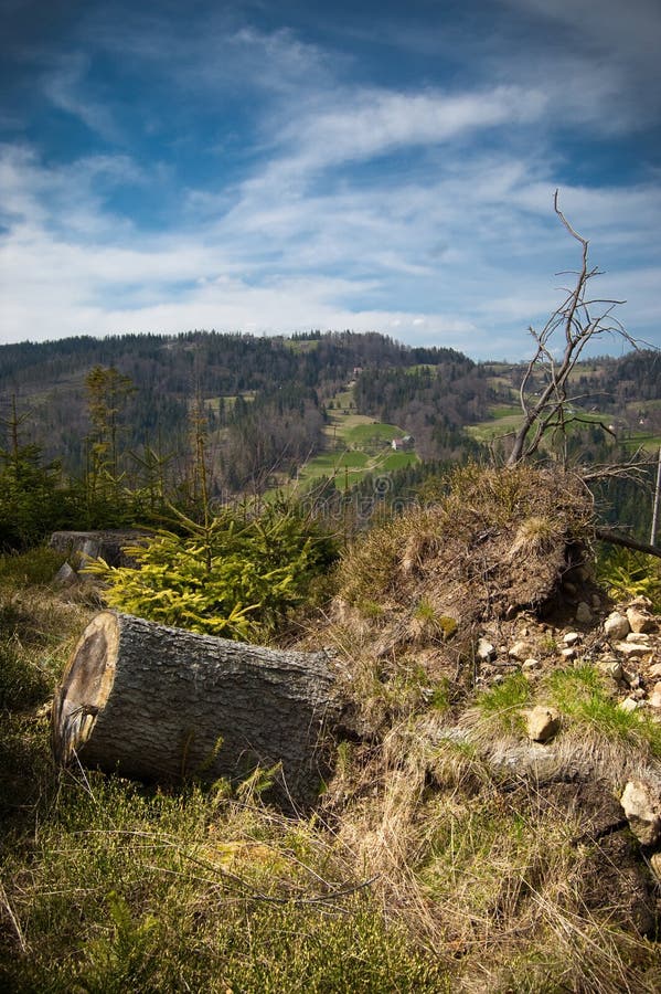 Forest cutting stock image. Image of paper, industry - 14246717