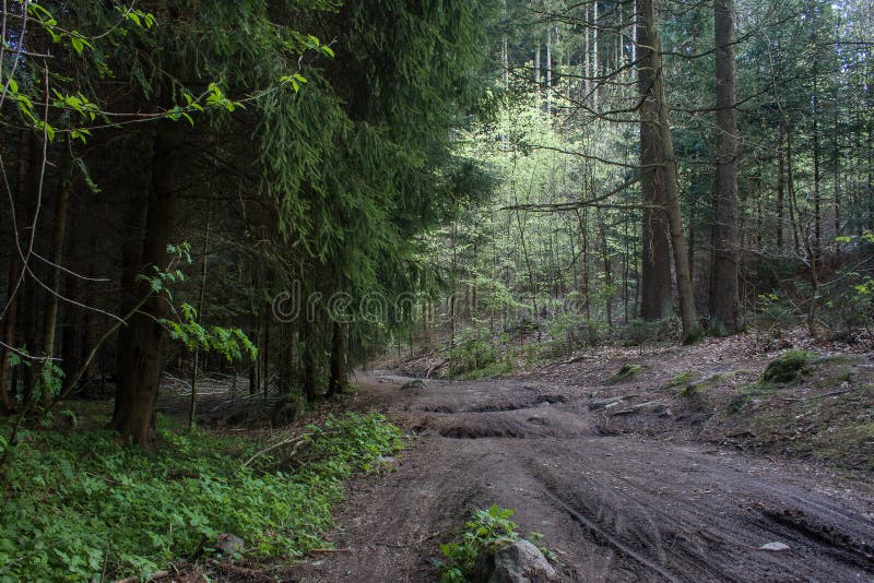Forest in the Czech Republic Stock Image - Image of landscape, panorama ...