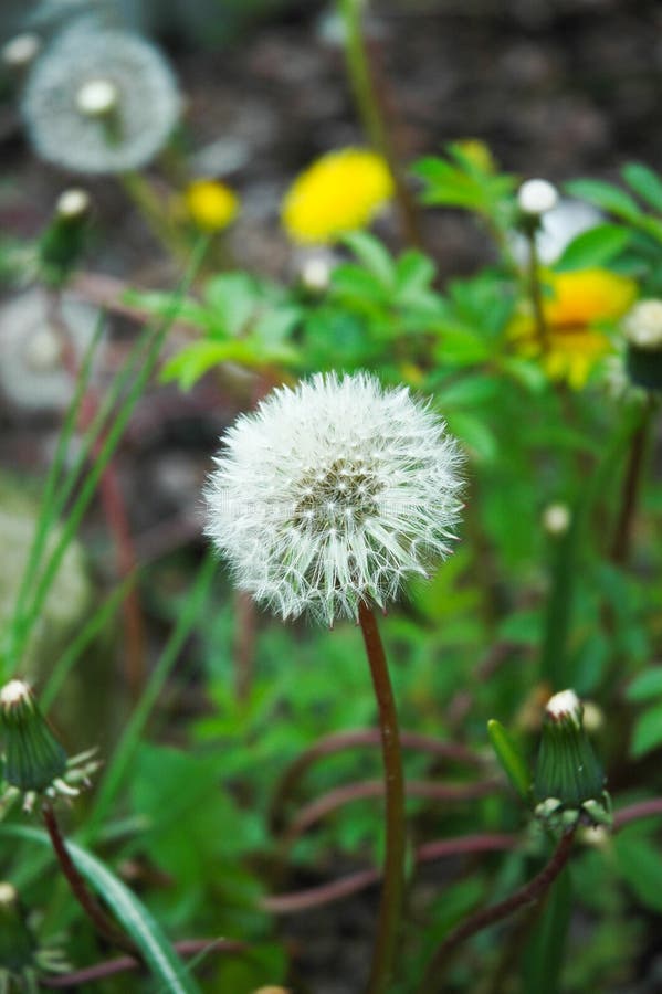 Forest Dandelion stock photo. Image of scene, stem, flimsy - 13261554