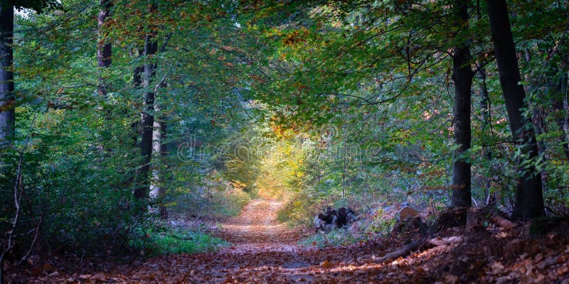 Forest with Dark Trees and Bright Sunny Path Stock Photo - Image of ...