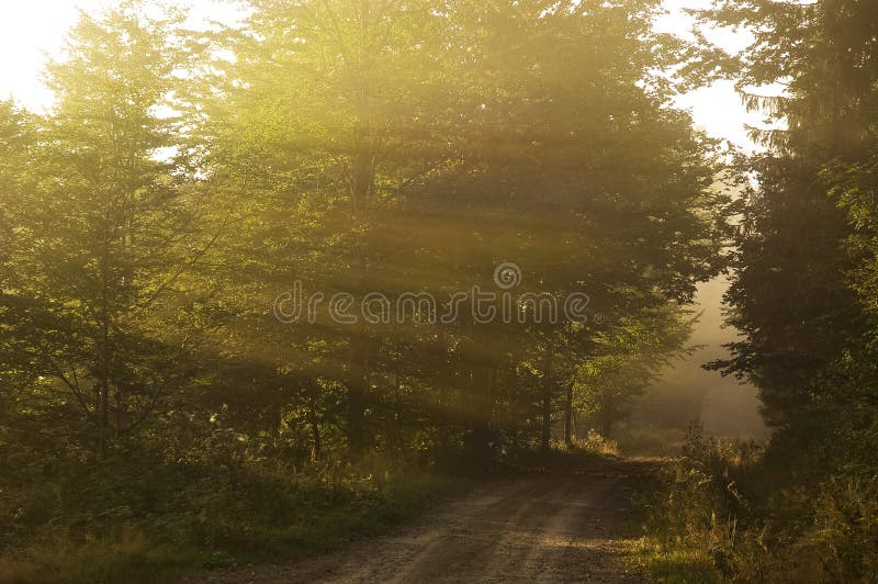 Forest at dawn stock photo. Image of cast, autumn, colorful - 15043476