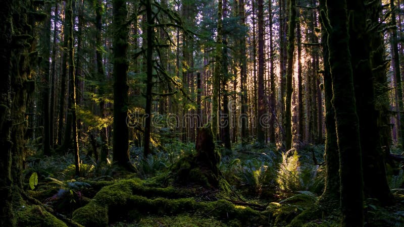 A Forest Dawn stock photo. Image of state, northwest - 62169718