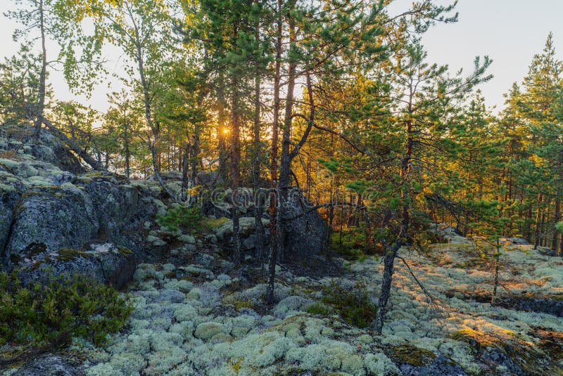Forest at dawn stock photo. Image of beauty, summer, woodland - 58455170
