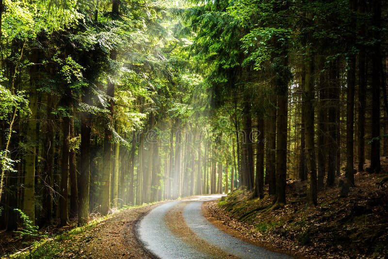 Forest in the Day Sunlight Rays. Stock Image - Image of darkness, misty ...