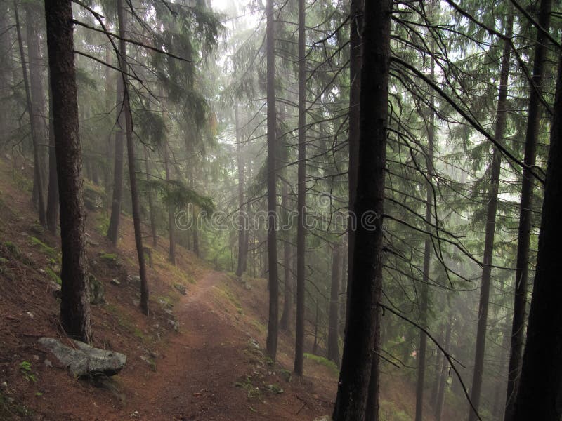 Forest in daylight stock image. Image of forest, environment - 49346713