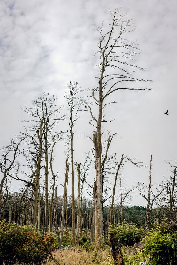 Forest Of A Dead Pine Trees Stock Photo - Image of bird, cloudscape ...