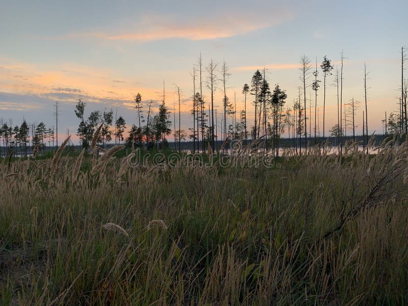 Forest of dead tree stock photo. Image of blue, scenery - 197321172