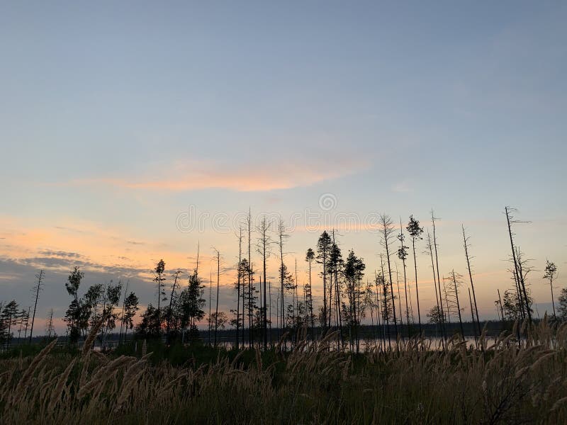 Forest of dead tree stock photo. Image of destruction - 197321176