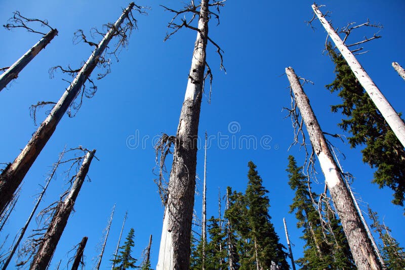 Forest of Dead Trees stock photo. Image of trunks, washington - 10751746