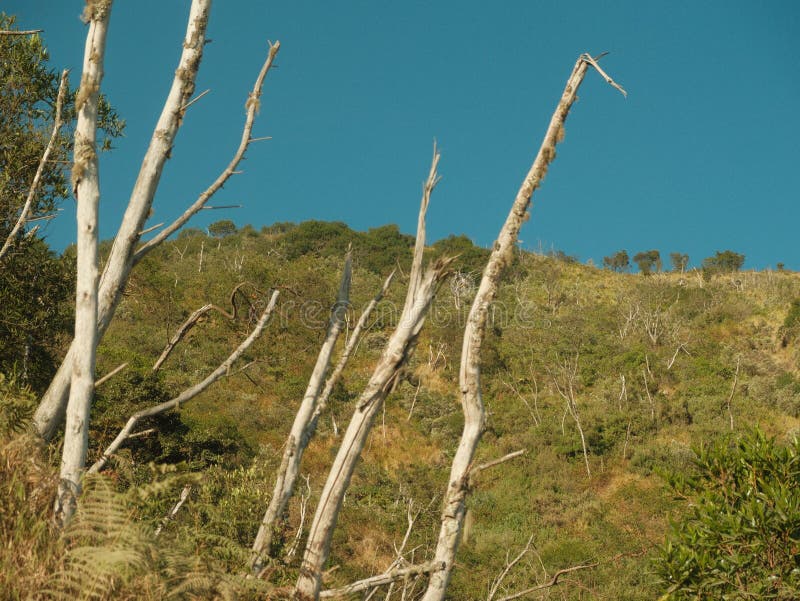 A Forest with Dead Trees and a Blue Sky Stock Photo - Image of lush ...