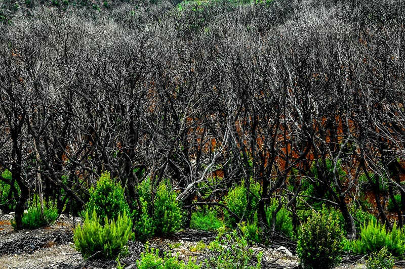 A Forest with Dead Trees and Green Bushes Stock Image - Image of season ...