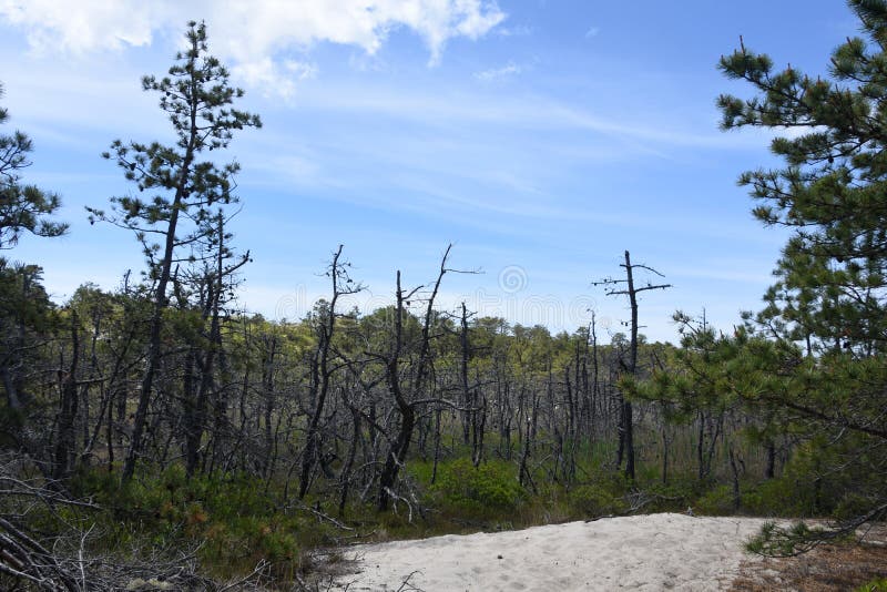 Forest of Dead Trees on the Outer Cape Stock Image - Image of cape ...
