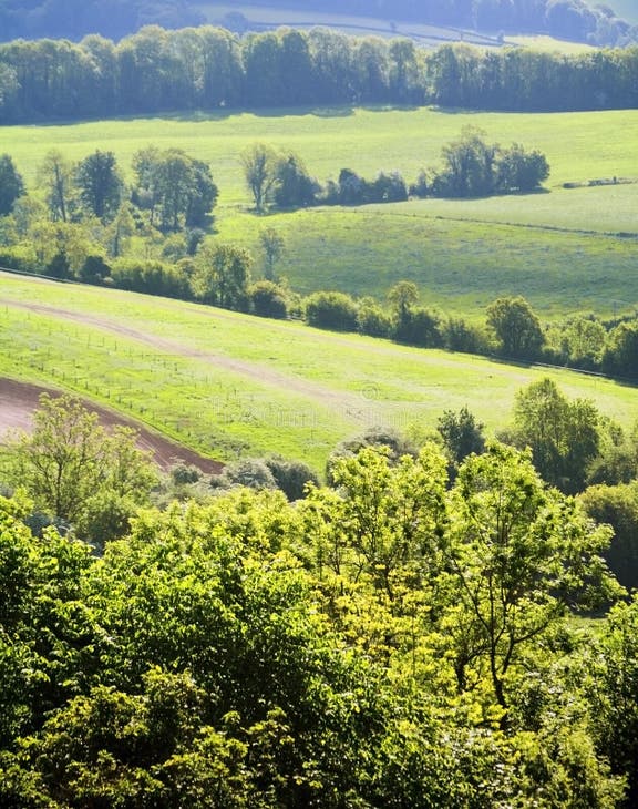 Forest of dean stock image. Image of farmland, grazing - 29044333