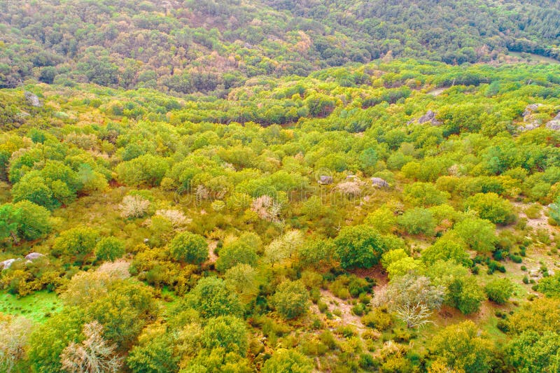 Forest of Deciduous Trees in Early Fall, Seasonal Fall Background Stock ...