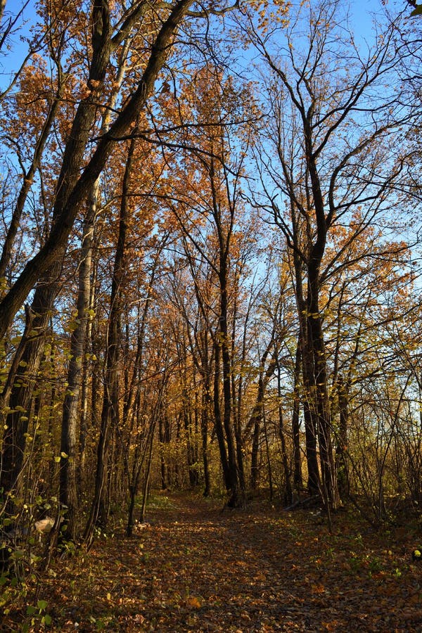 Forest of Deciduous Trees in the Fall. Walking Path with Fallen Leaves ...