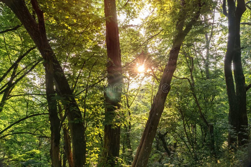 Forest of Deciduous Trees with the Sunshine Behind Branches and Stock ...