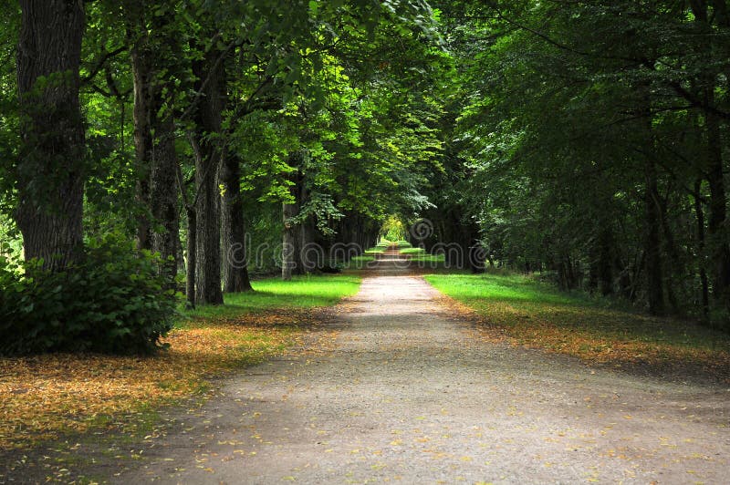 Forest with Deciduous Trees Stock Photo - Image of hike, background ...