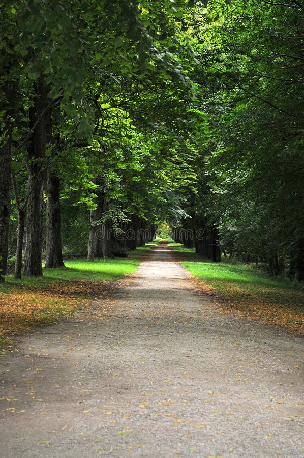 Forest with Deciduous Trees Stock Image - Image of flora, plant: 135604215