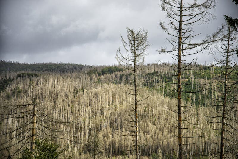Forest Decline because of Global Warming Stock Image - Image of ...