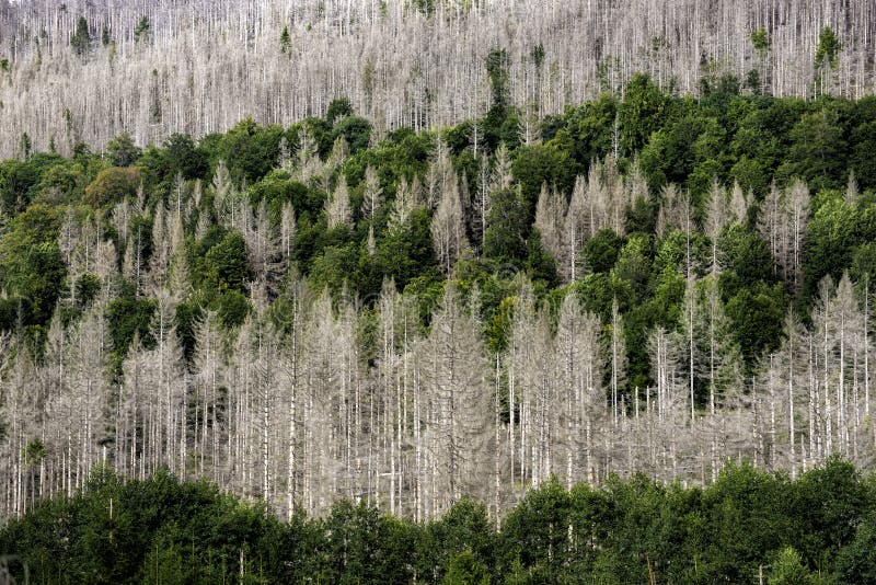 Forest Decline because of Global Warming Stock Image - Image of ...