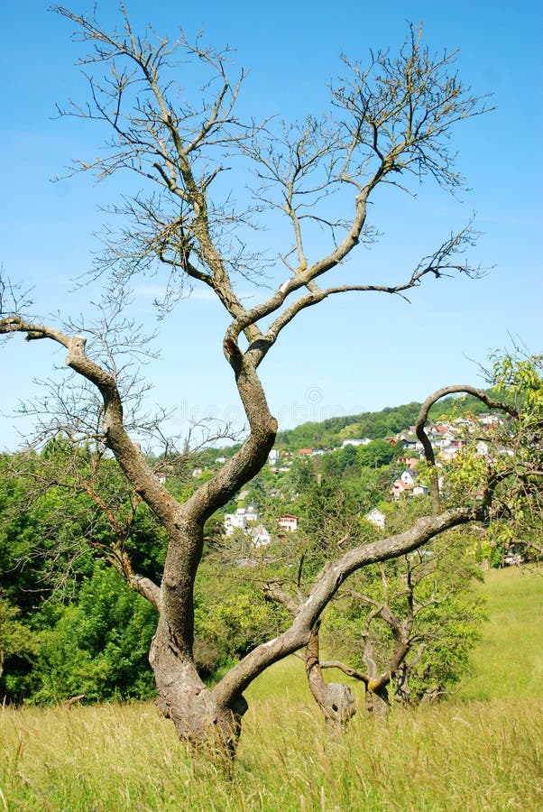 Forest decline stock photo. Image of trees, dead, natural - 228365824