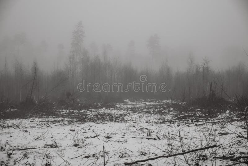 Forest with Deep Fog and Snow, Low Visibility Stock Photo - Image of ...