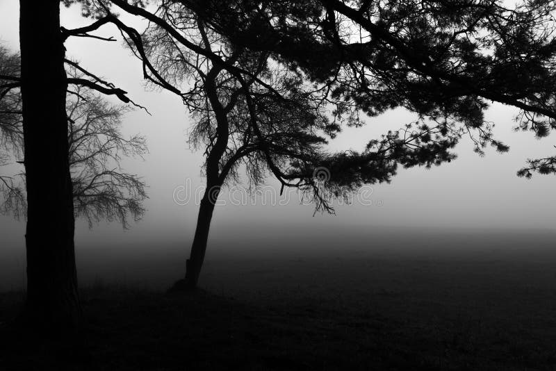 Forest in Deep Fog with Two Trees in the Front Stock Image - Image of ...