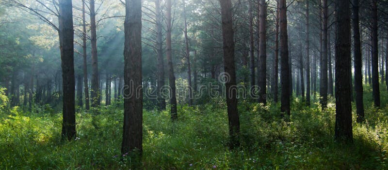 Forest stock image. Image of dark, perspective, wood - 33118439