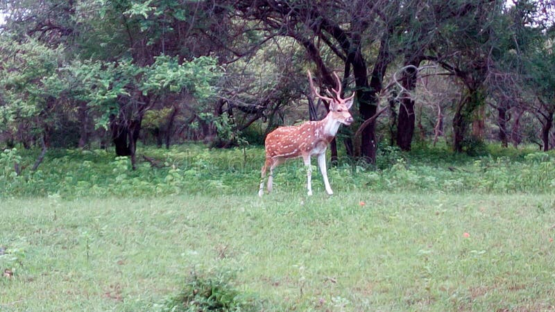 Forest stock photo. Image of deer, forest, animals - 78611942