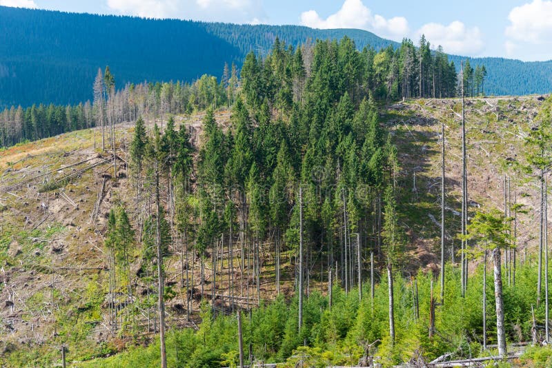 Forest Deforestation Cut Tree Stock Image - Image of resource, nature ...