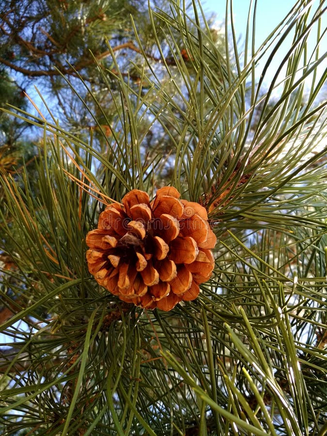 Forest delights stock photo. Image of forest, green - 152611132