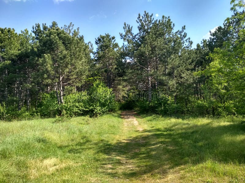 Forest delights stock image. Image of forest, green - 152611159