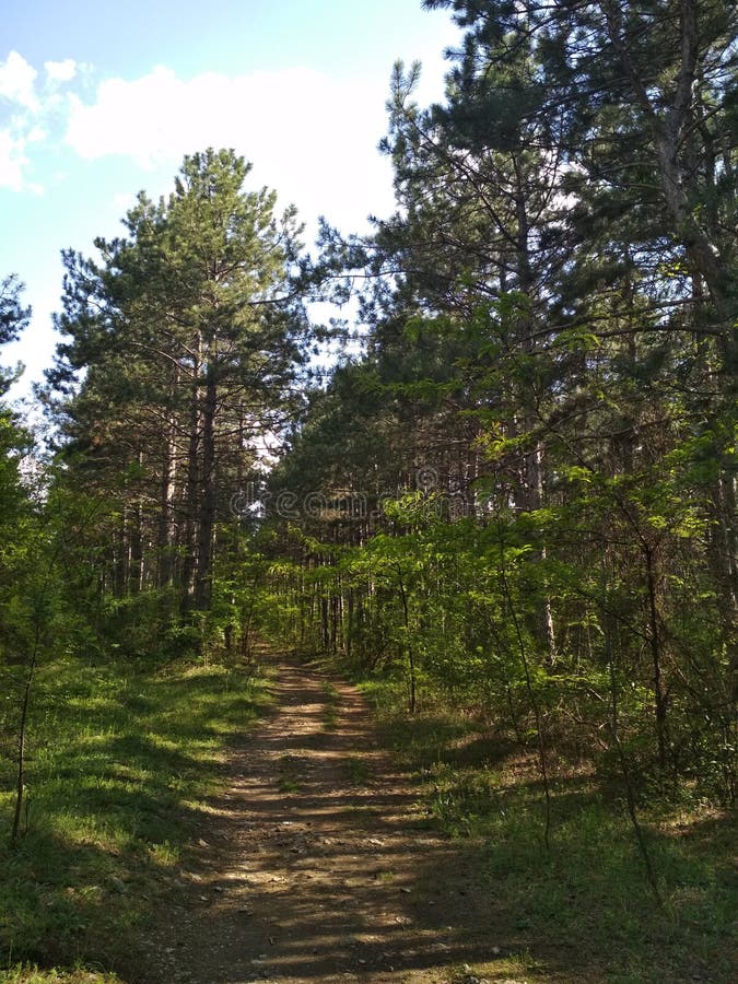 Forest delights stock photo. Image of green, nature - 152611394