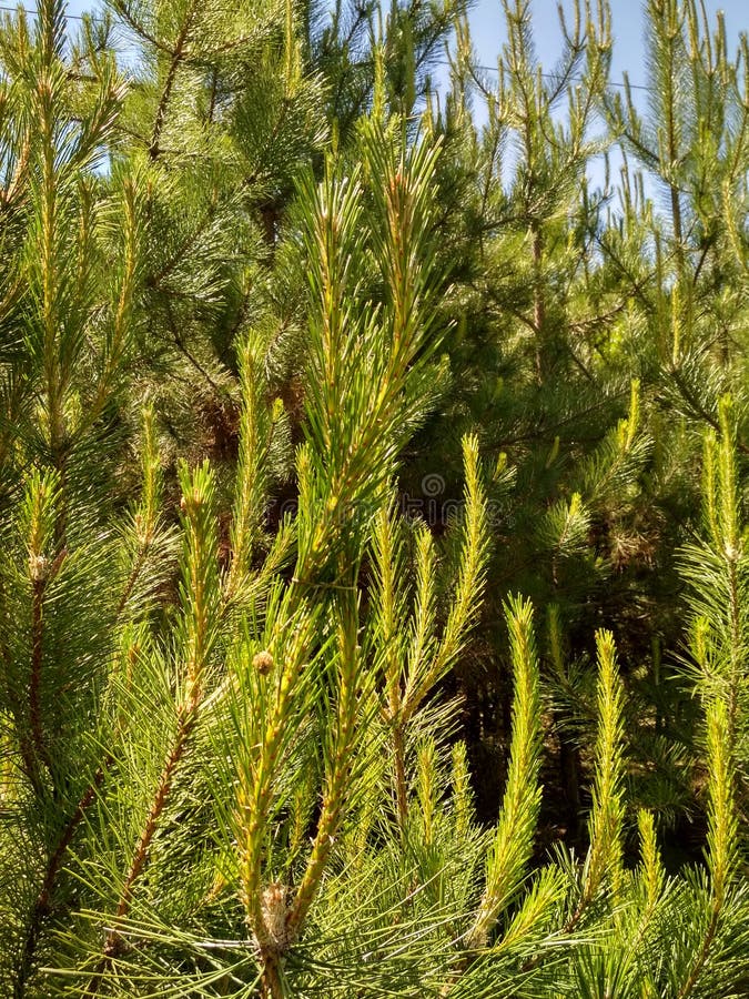 Forest delights stock image. Image of green, nature - 152611067