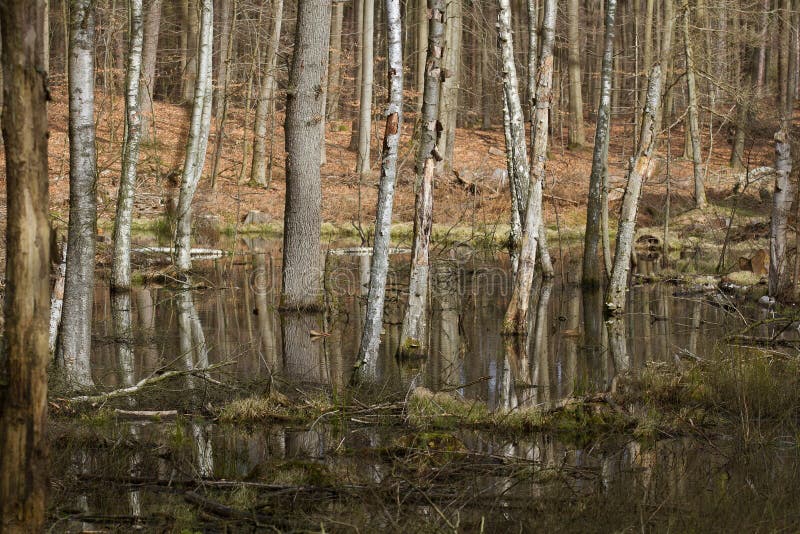 Forest in Denmark North Form Copenhagen Stock Photo - Image of forest ...