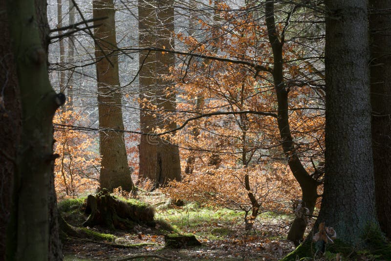 Forest in Denmark North Form Copenhagen Stock Image - Image of tree ...