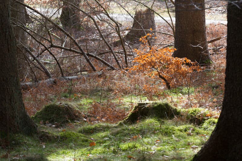 Forest in Denmark North Form Copenhagen Stock Image - Image of trees ...