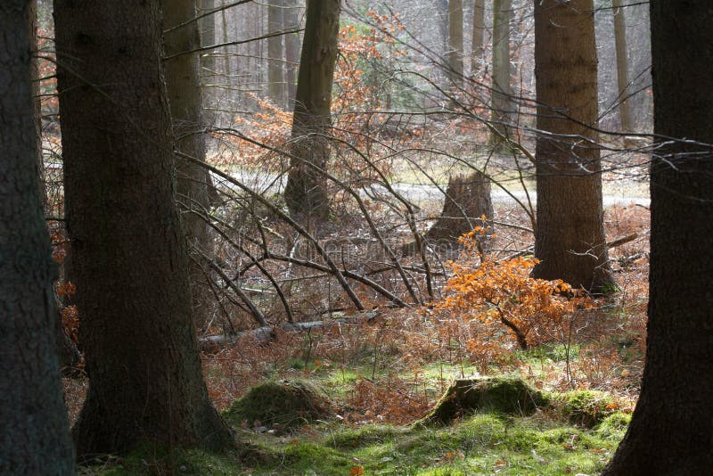 Forest in Denmark North Form Copenhagen Stock Photo - Image of danish ...