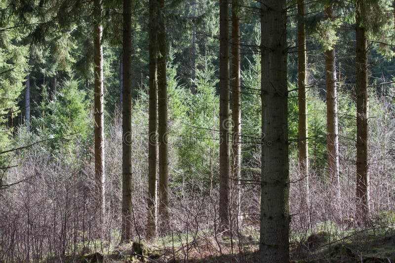 Forest in Denmark North Form Copenhagen Stock Photo - Image of trunk ...