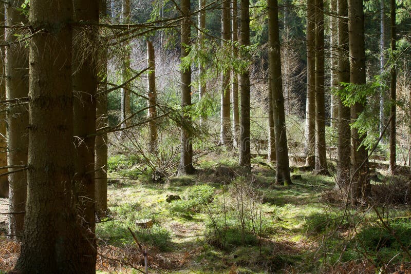 Forest in Denmark North Form Copenhagen Stock Photo - Image of trees ...