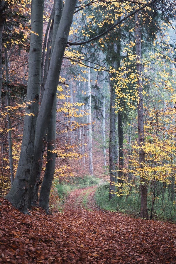 Forest with Dense Autumn Trees Stock Photo - Image of dense, season ...