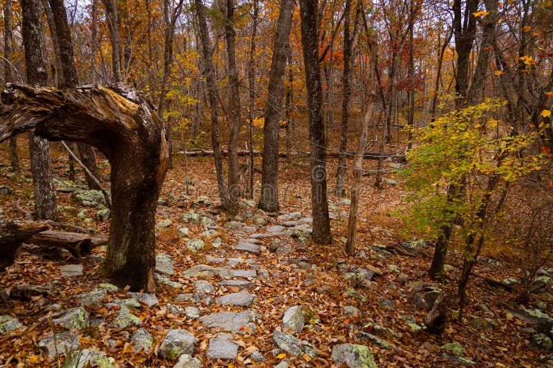 Forest with Dense Autumn Trees Stock Image - Image of field, dense ...