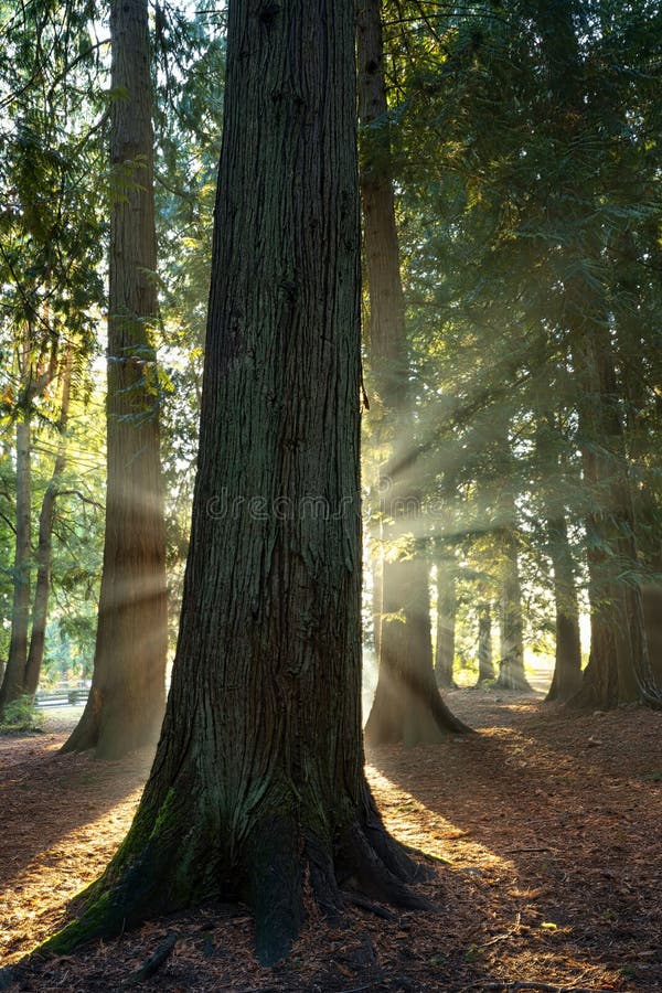 Forest with dense trees stock image. Image of tourism - 268797909