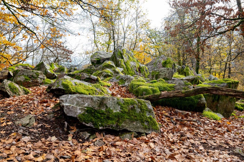 Forest with dense trees stock image. Image of park, tourism - 268798585