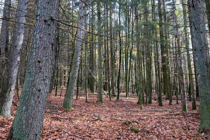 Forest with dense trees stock image. Image of leaves - 268798595