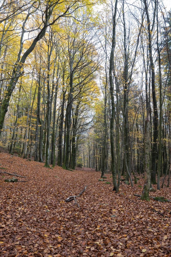 Forest with dense trees stock photo. Image of growth - 268798600