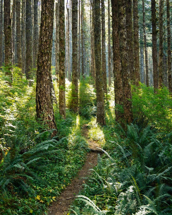 Forest with dense trees stock image. Image of outdoors - 269343265
