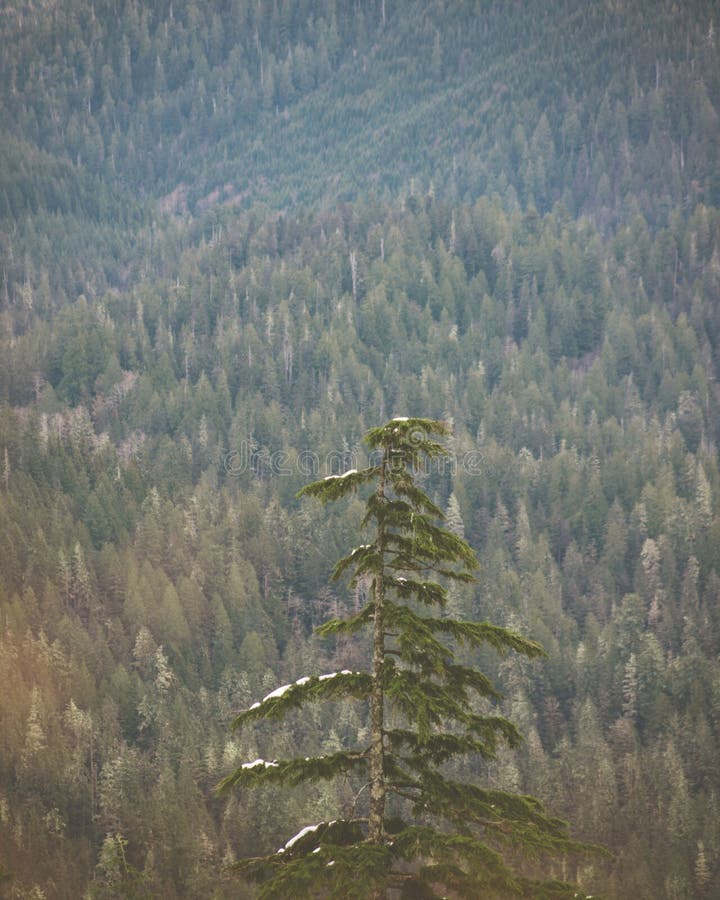 Forest with dense trees stock image. Image of tourism - 269343269