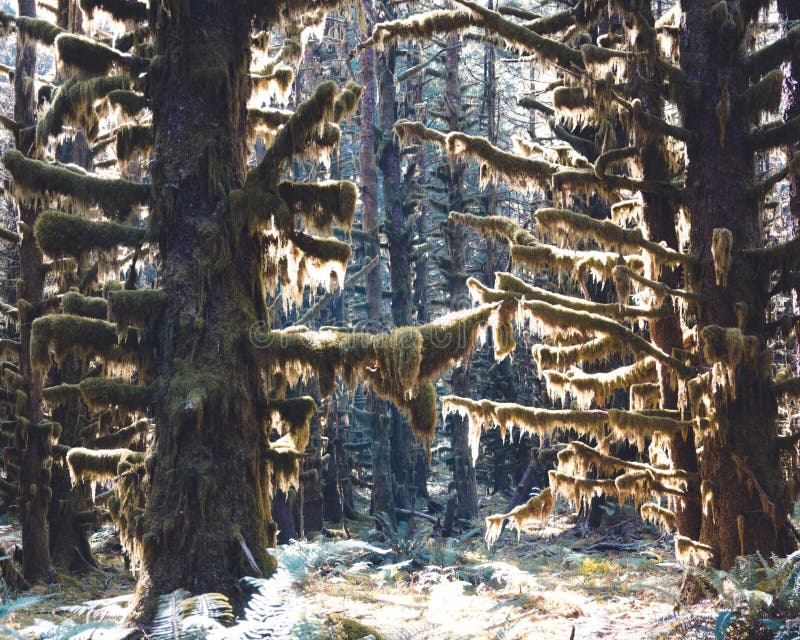 Forest with dense trees stock photo. Image of field - 269343570